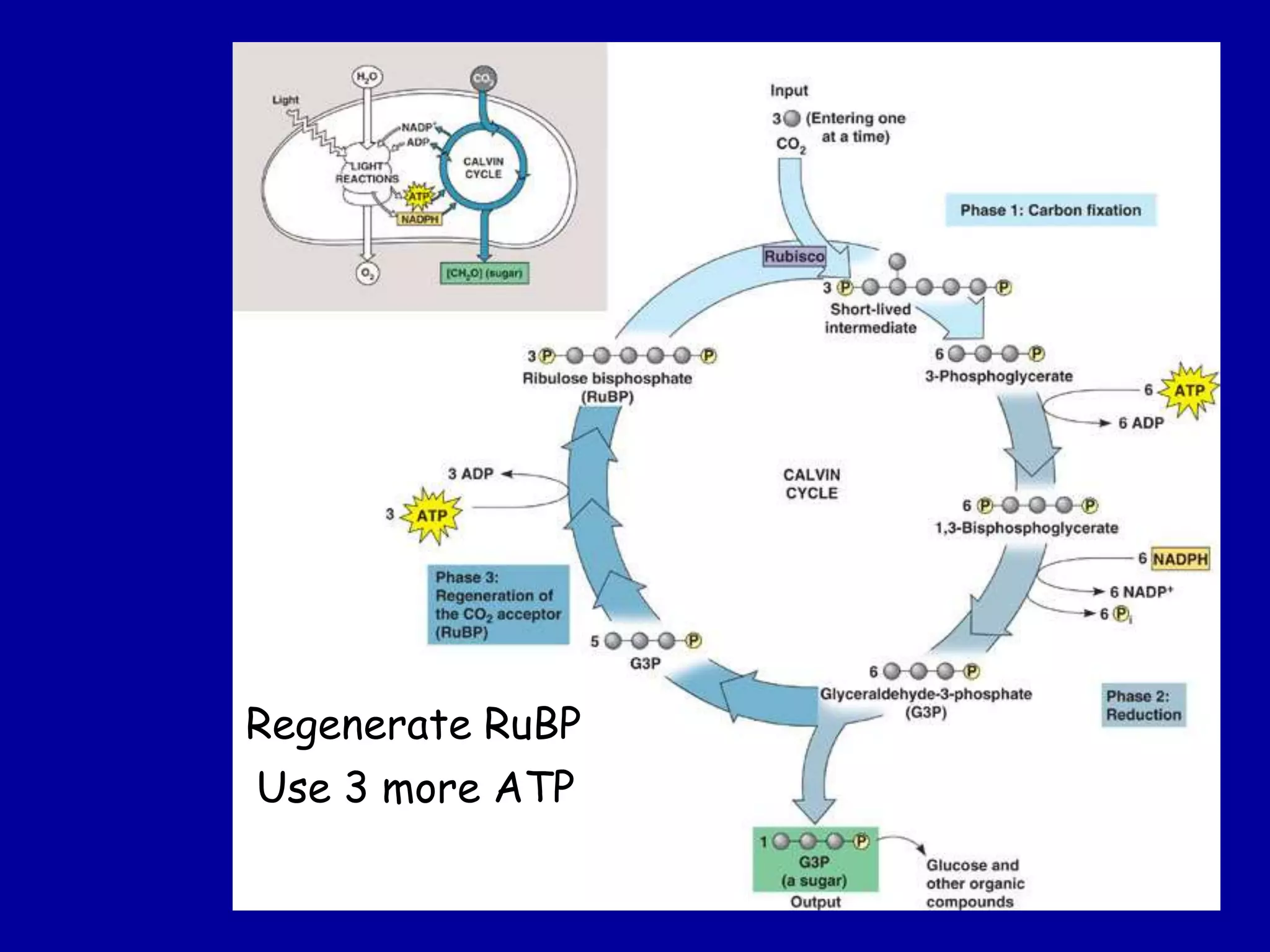 Photosynthesis C3 and C4 cycle, Dr.Kamlesh shah, PSSHDA,KADI | PPT