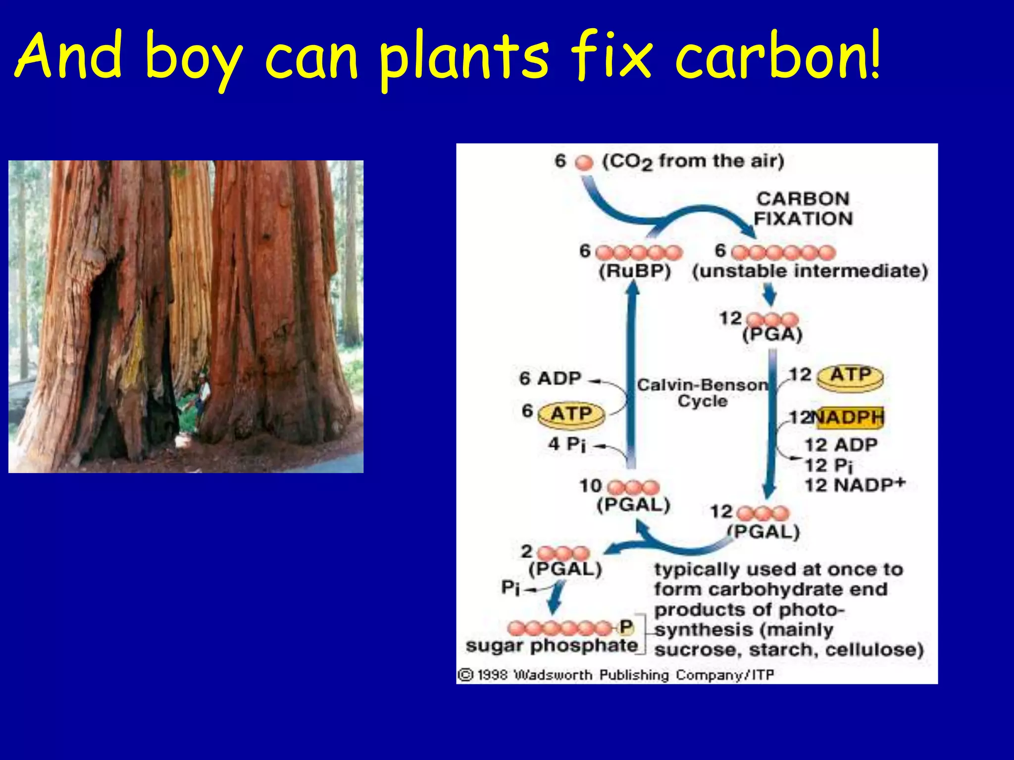 Photosynthesis C3 and C4 cycle, Dr.Kamlesh shah, PSSHDA,KADI | PPT