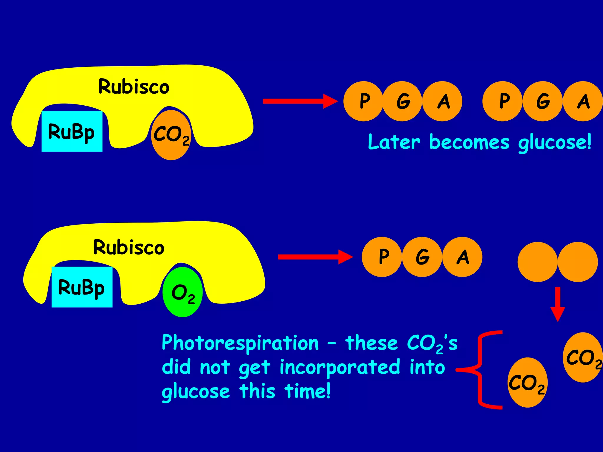 Photosynthesis C3 and C4 cycle, Dr.Kamlesh shah, PSSHDA,KADI | PPT