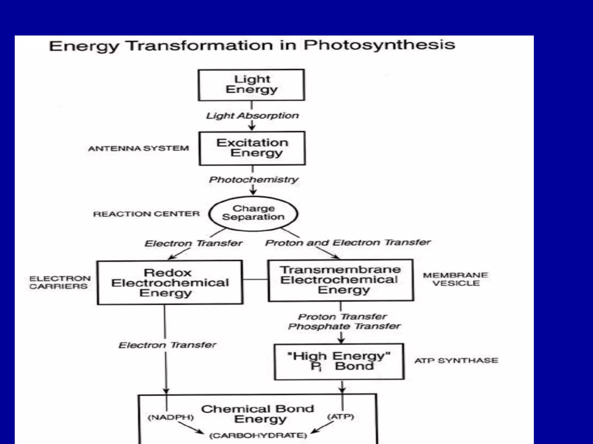 Photosynthesis C3 and C4 cycle, Dr.Kamlesh shah, PSSHDA,KADI | PPT