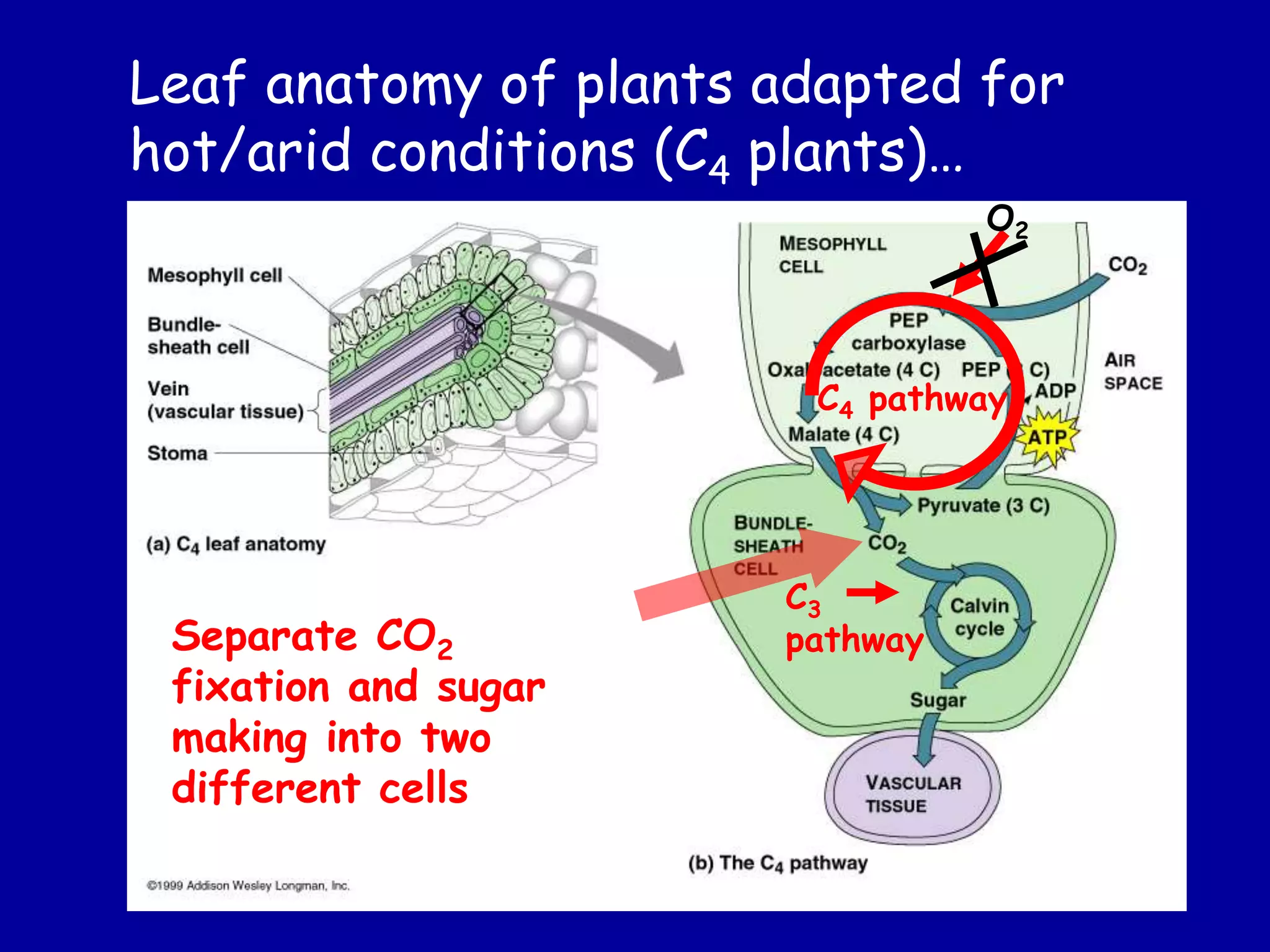 Photosynthesis C3 and C4 cycle, Dr.Kamlesh shah, PSSHDA,KADI | PPT