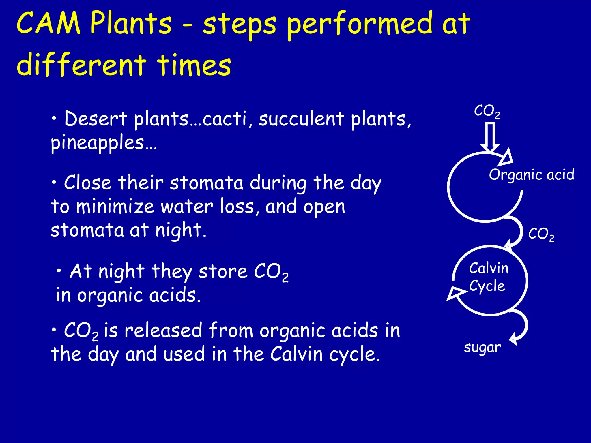 Photosynthesis C3 and C4 cycle, Dr.Kamlesh shah, PSSHDA,KADI | PPT