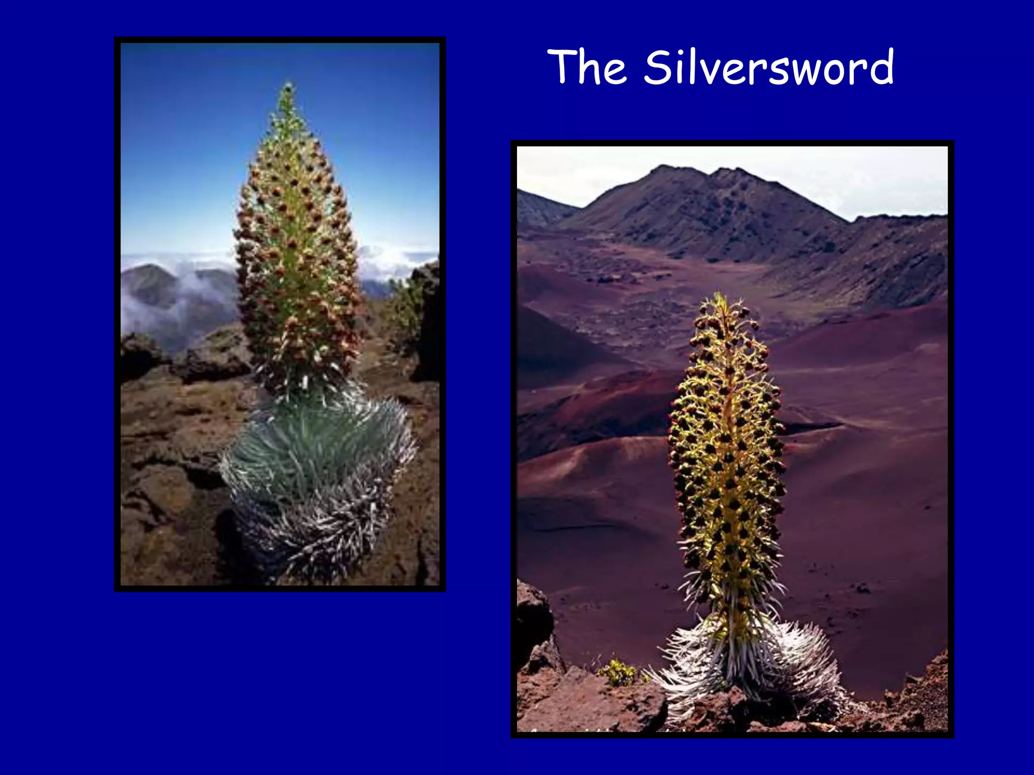 Photosynthesis C3 and C4 cycle, Dr.Kamlesh shah, PSSHDA,KADI | PPT