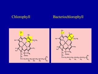 Photosynthesis C3 and C4 cycle, Dr.Kamlesh shah, PSSHDA,KADI | PPT