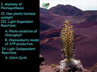 Photosynthesis C3 and C4 cycle, Dr.Kamlesh shah, PSSHDA,KADI | PPT