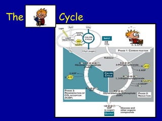 Photosynthesis C3 and C4 cycle, Dr.Kamlesh shah, PSSHDA,KADI | PPT