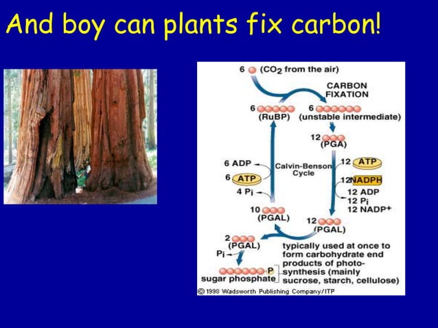 Photosynthesis C3 and C4 cycle, Dr.Kamlesh shah, PSSHDA,KADI | PPT