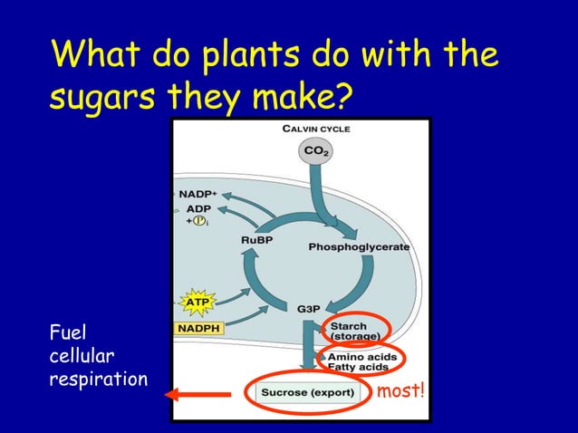 Photosynthesis C3 and C4 cycle, Dr.Kamlesh shah, PSSHDA,KADI | PPT