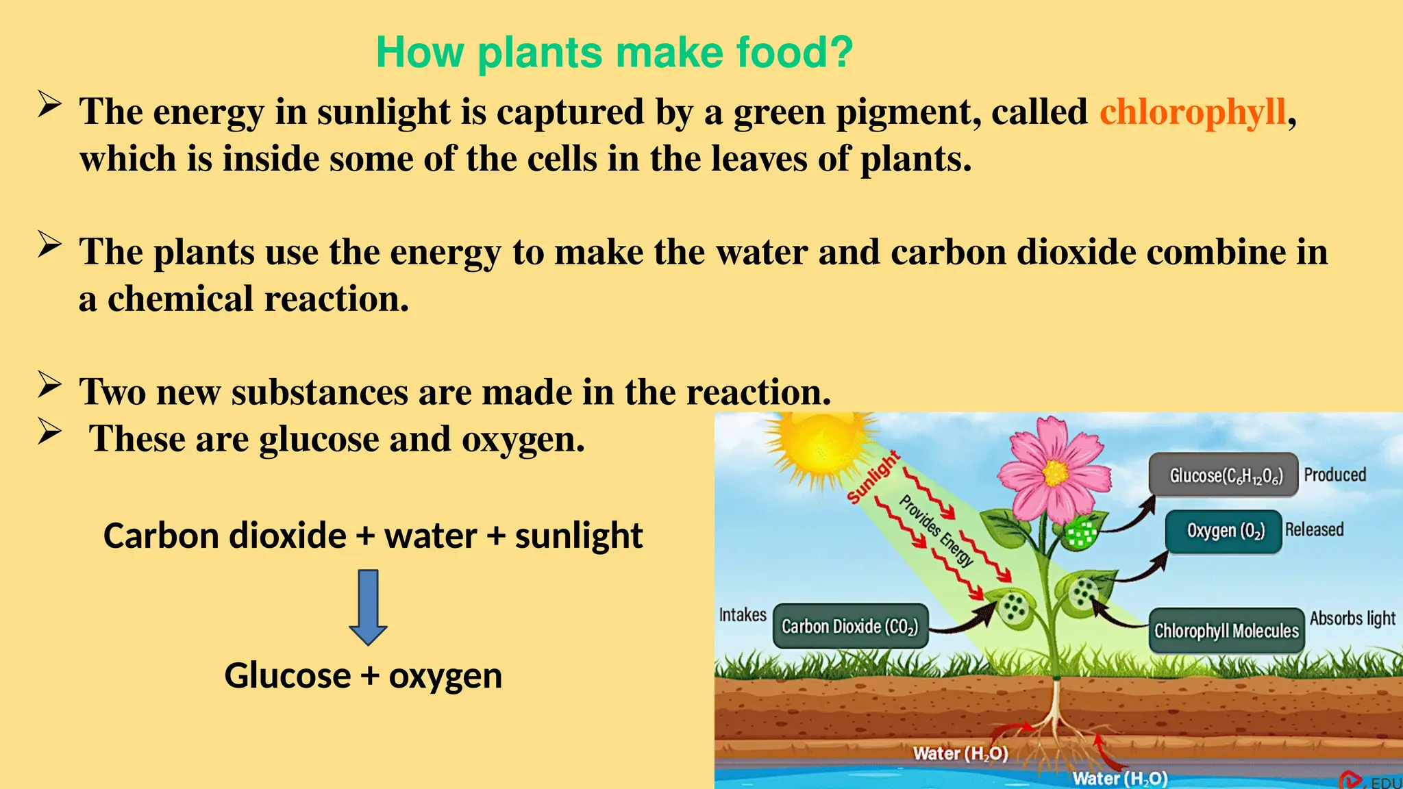 Photosynthesis and carbon cycle grade 8.pptx