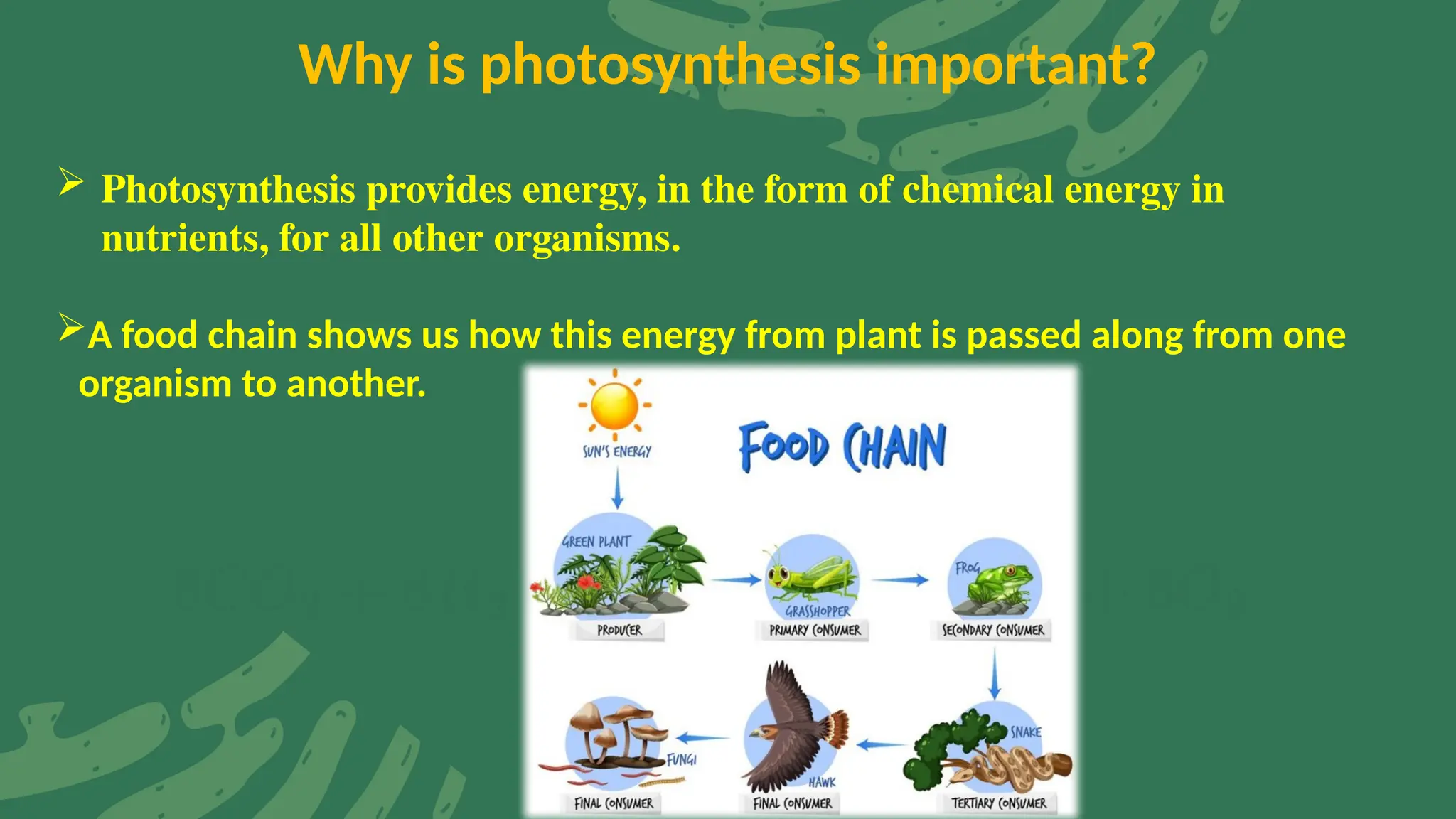 Photosynthesis and carbon cycle grade 8.pptx
