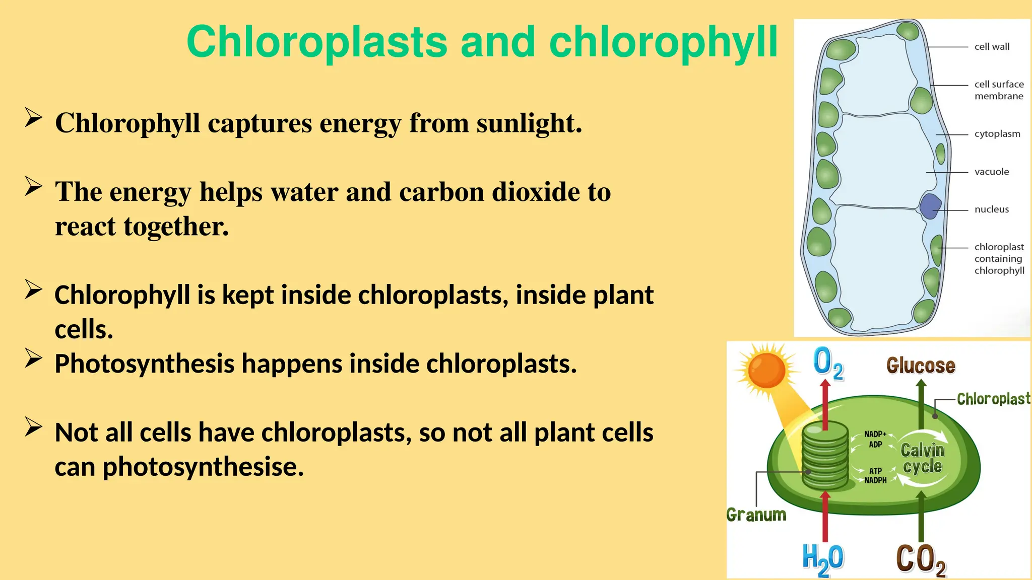 Photosynthesis and carbon cycle grade 8.pptx