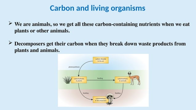 Photosynthesis and carbon cycle grade 8.pptx