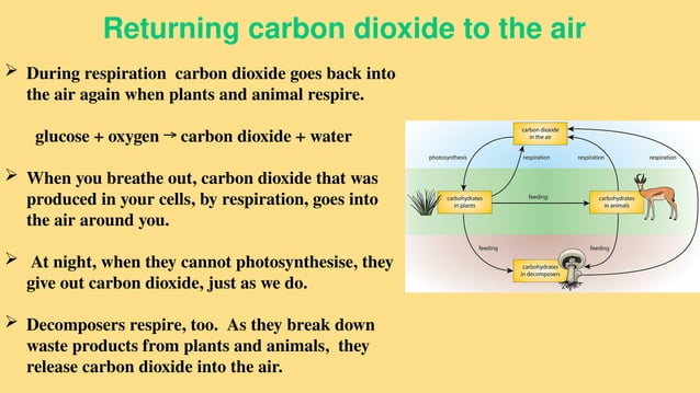 Photosynthesis and carbon cycle grade 8.pptx