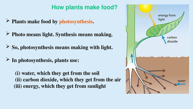 Photosynthesis and carbon cycle grade 8.pptx