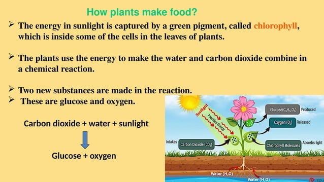 Photosynthesis and carbon cycle grade 8.pptx
