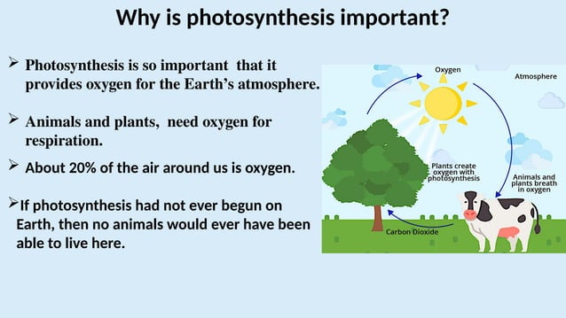 Photosynthesis and carbon cycle grade 8.pptx