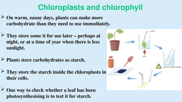 Photosynthesis and carbon cycle grade 8.pptx