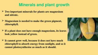 Photosynthesis and carbon cycle grade 8.pptx