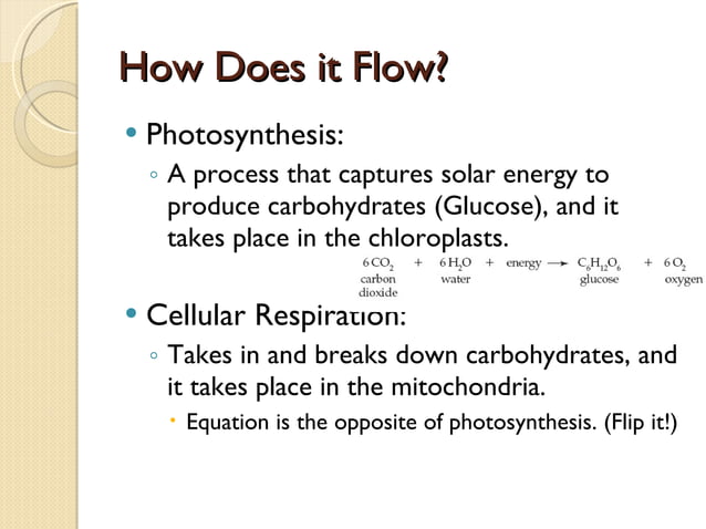 Photosynthesis/Cell Resp. | PPT