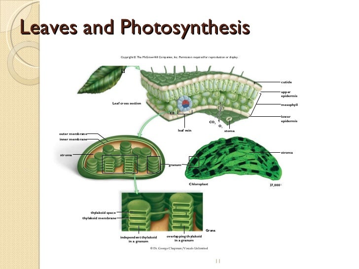 Photosynthesis/Cell Resp.