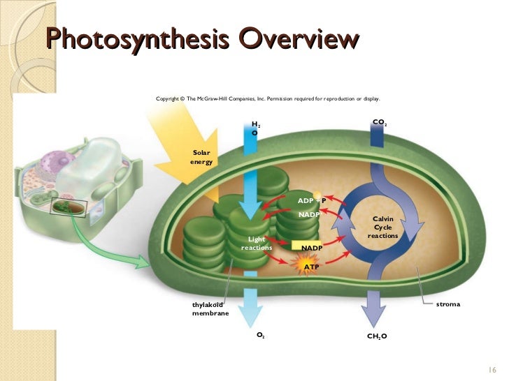 Photosynthesis/Cell Resp.