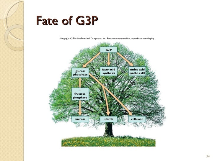 Photosynthesis/Cell Resp.