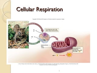 Photosynthesis/Cell Resp. 2 | PPT