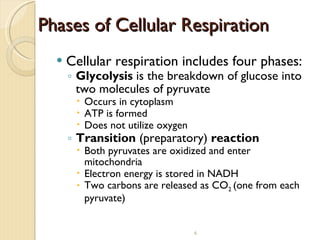 Photosynthesis/Cell Resp. 2 | PPT