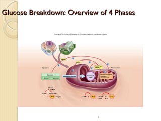 Photosynthesis/Cell Resp. 2 | PPT