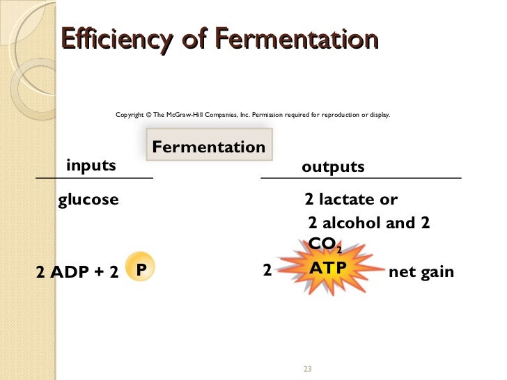 Photosynthesis/Cell Resp. 2