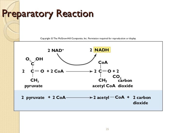 Photosynthesis/Cell Resp. 2