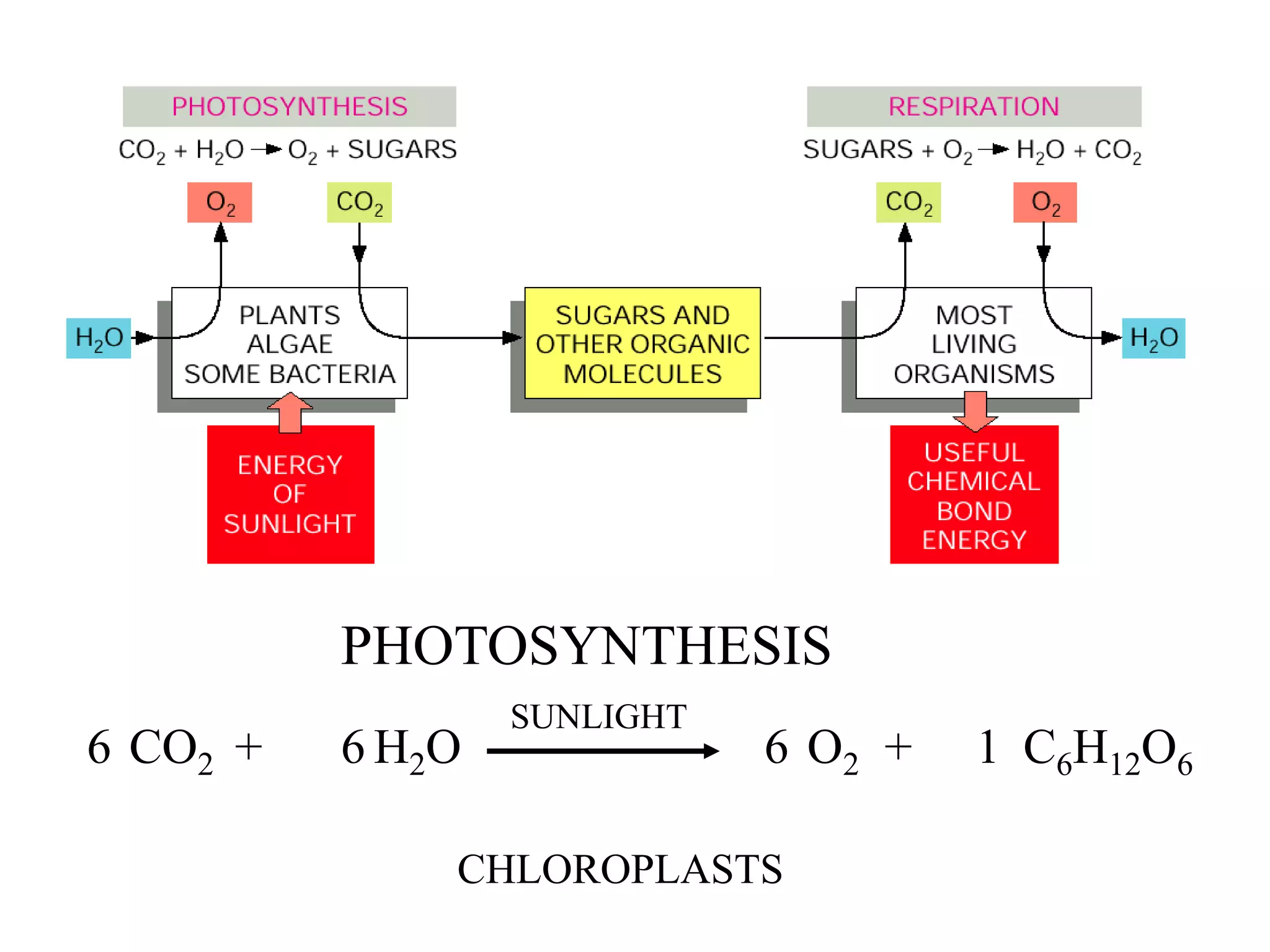 Photosynthesis and Cellular Respiration-0.ppt | Chemistry | Science