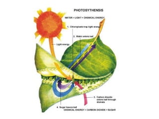 Photosynthesis and Cellular Respiration-0.ppt