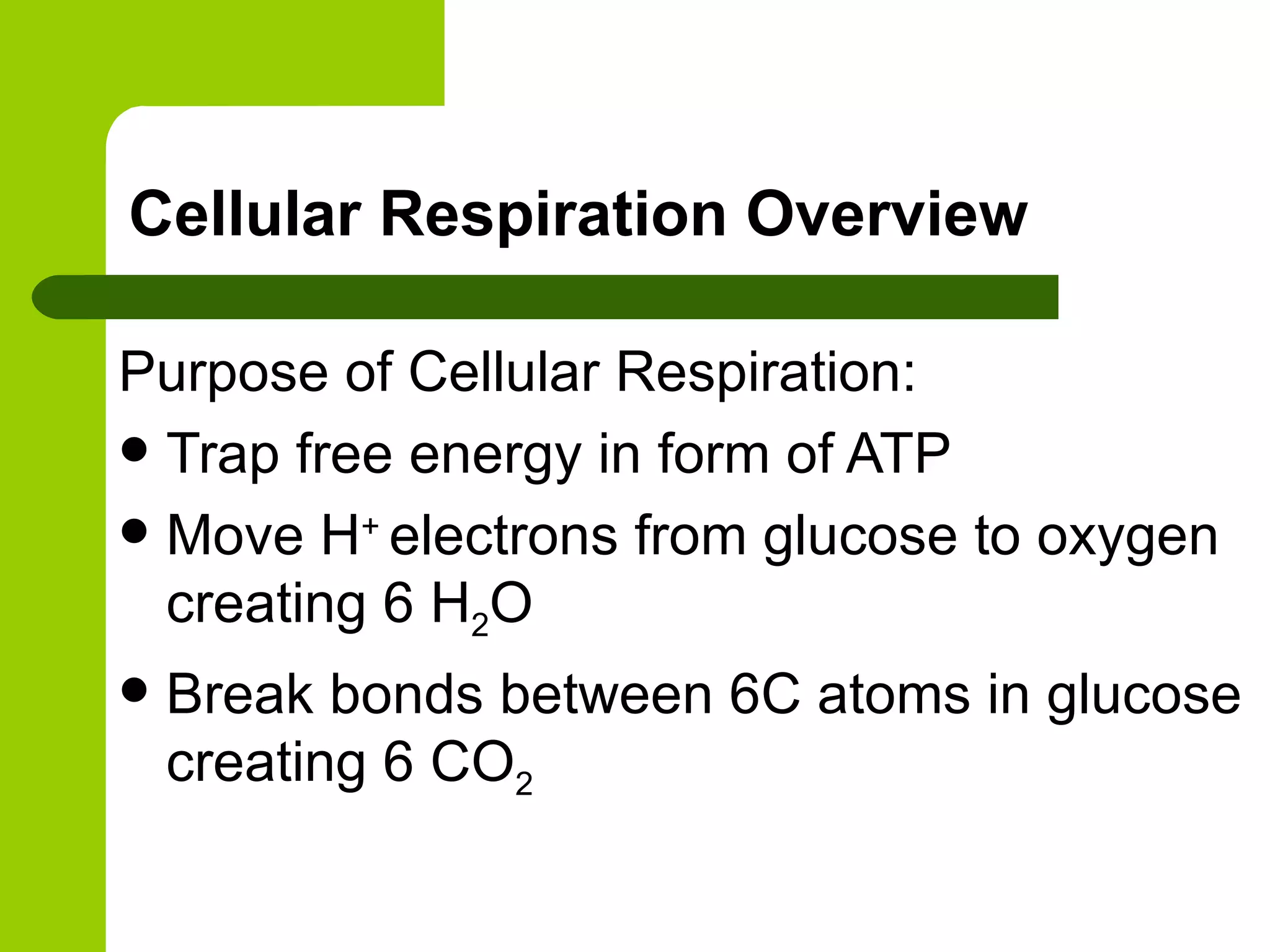 Photosynthesisand cellularrespiration | PPT | Chemistry | Science