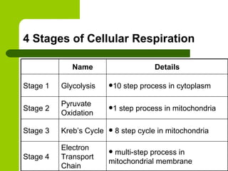 The Four Stages Of Cellular Respiration