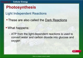 Photosynthesis and Cellular Respiration (An Introduction) | PPT