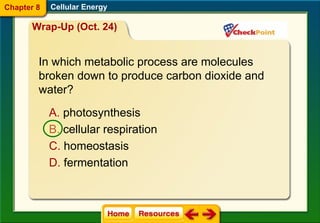 Photosynthesis and Cellular Respiration (An Introduction) | PPT