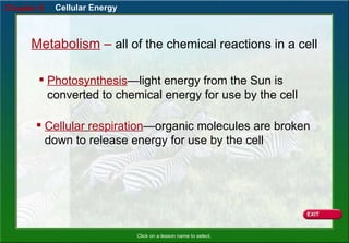Photosynthesis and Cellular Respiration (An Introduction) | PPT