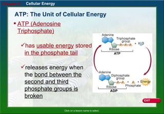 Photosynthesis and Cellular Respiration (An Introduction) | PPT