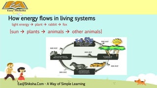 Photosynthesis and Cellular Respiration | PPTX