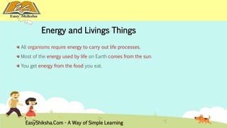 Photosynthesis and Cellular Respiration | PPTX