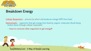 Photosynthesis and Cellular Respiration | PPTX