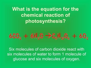 Chemical Formula For Photosynthesis