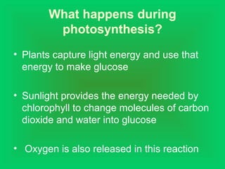 Photosynthesis And Respiration Water