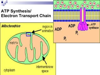 BIOLOGICAL SCIENCE~photosynthesis and cellular respiration | PPT