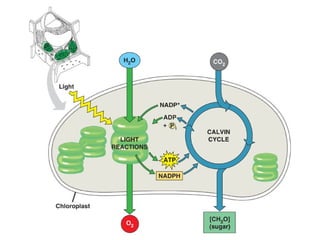 Photosynthesisand cellularrespirationpost | PPT