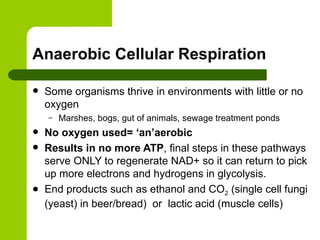 Photosynthesisand cellularrespirationpost | PPT