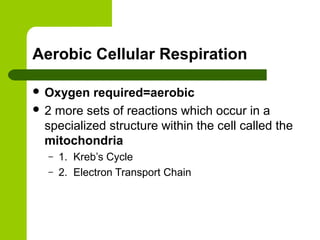 Photosynthesis and Cellular Respiration | PPT
