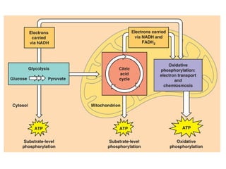 Photosynthesis and Cellular Respiration | PPT