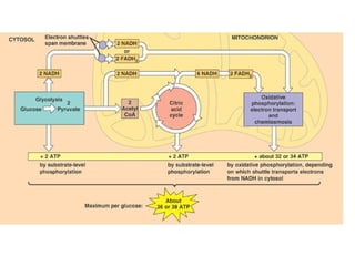 Photosynthesis and Cellular Respiration | PPT